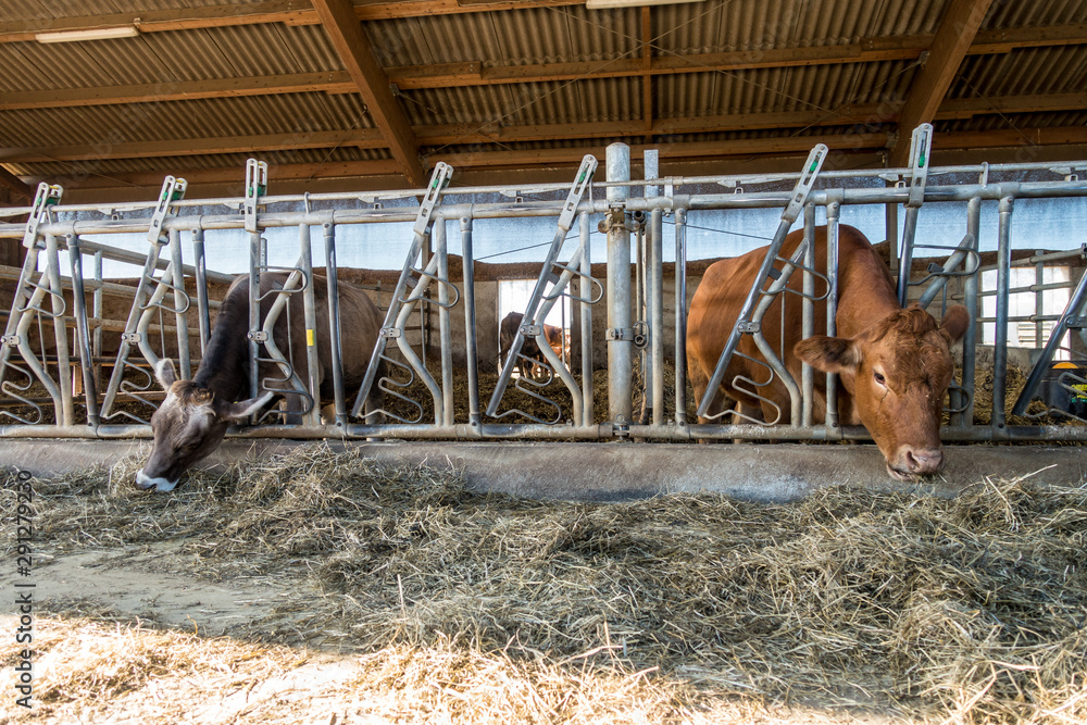 Kühe fressen Heu und Silage im Kuhstall Stock Photo | Adobe Stock