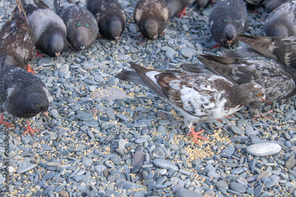 Stockfoto Pigeons on the beach with pebbles of the Black Sea eat ...