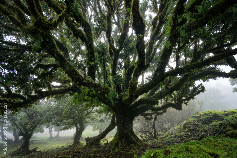Foto de Til ancient tree on the Fanal Portuguese National Park in ...