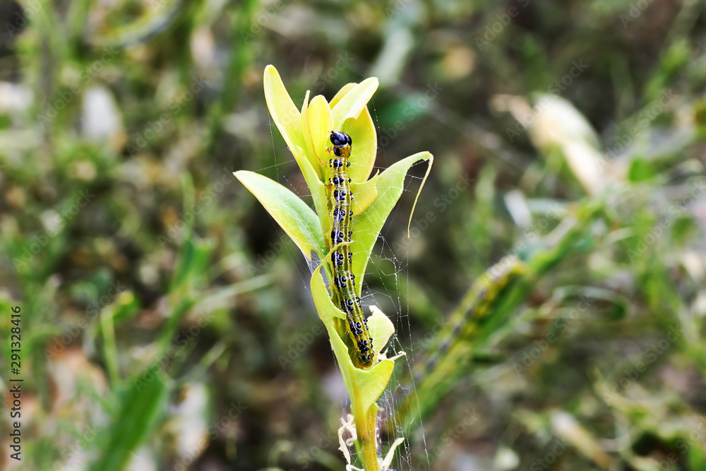 detail of box tree caterpillar eating the plant Stock Photo | Adobe Stock
