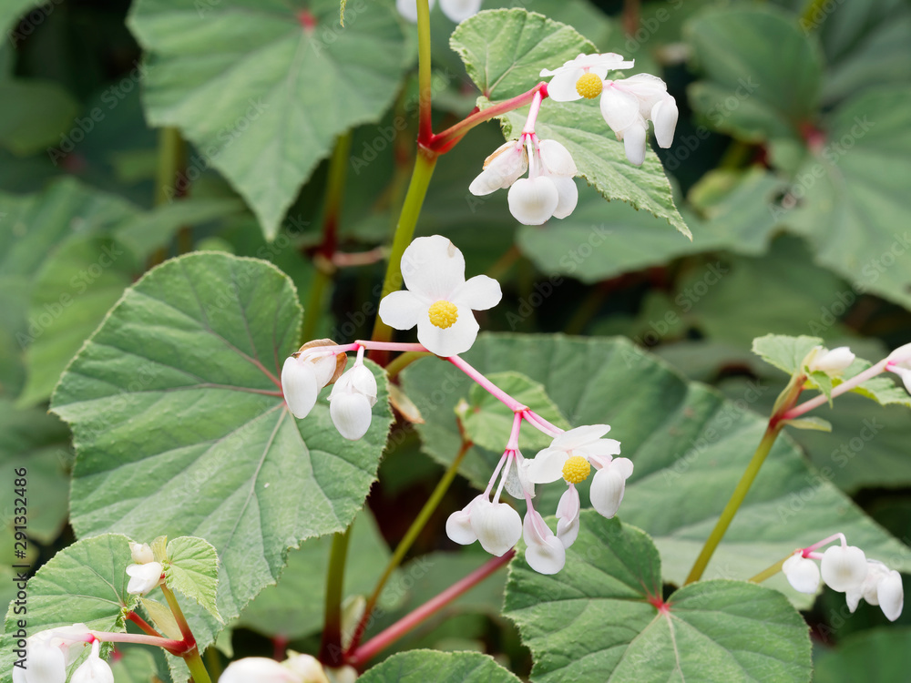 Begonia grandis 'Alba' - Begonia vivace de Madame Evans au magnifique ...