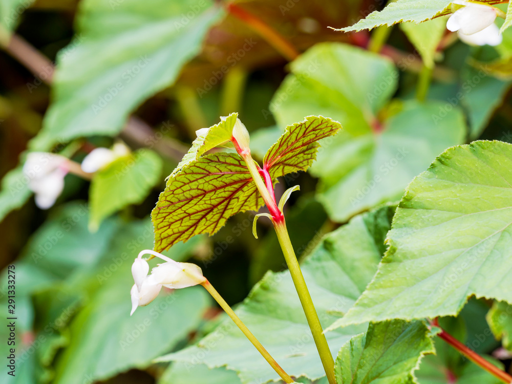 Begonia grandis 'Alba' - Begonia vivace de Madame Evans Stock Photo ...