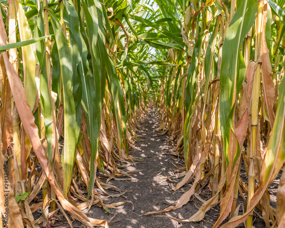 View from inside of cornfield under canopy of corn leafs looking down ...