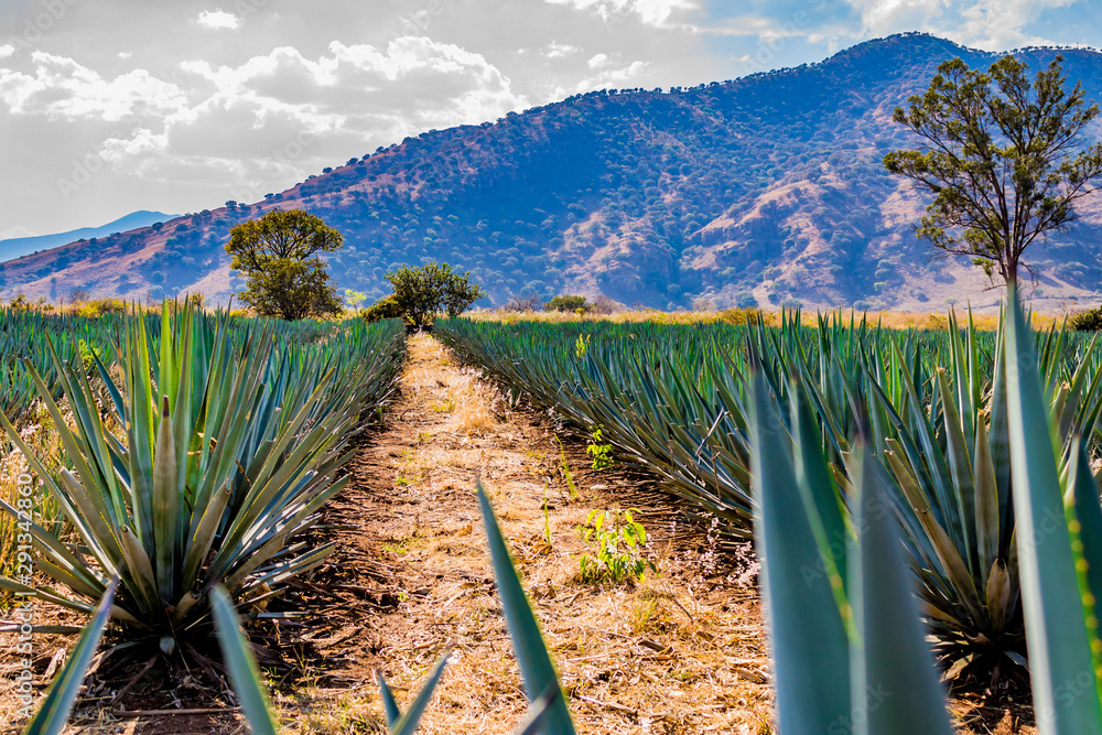 Mexican agave landscape against a mountain and the sky, trail between ...