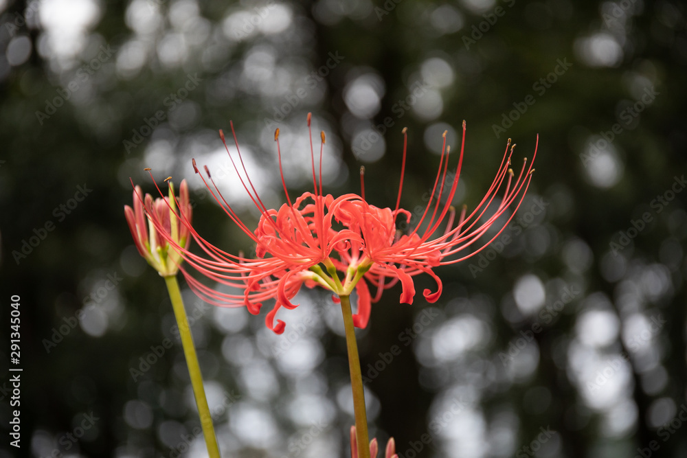 Red Spider Lily, taken at Kinchakuda, Saitama, Japan Stock Photo ...