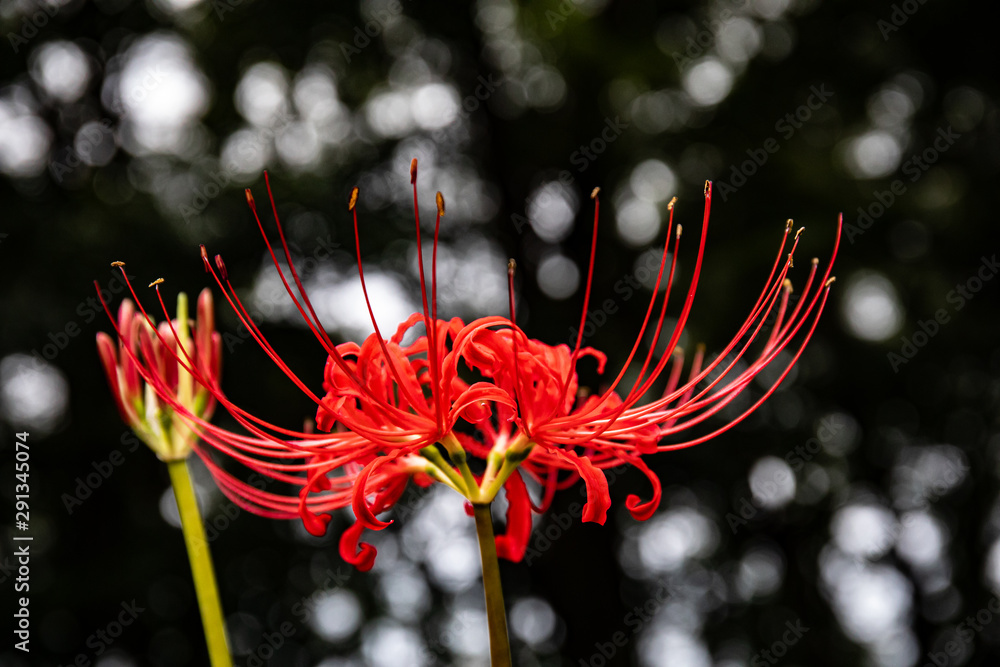Red Spider Lily, taken at Kinchakuda, Saitama, Japan Stock Photo ...