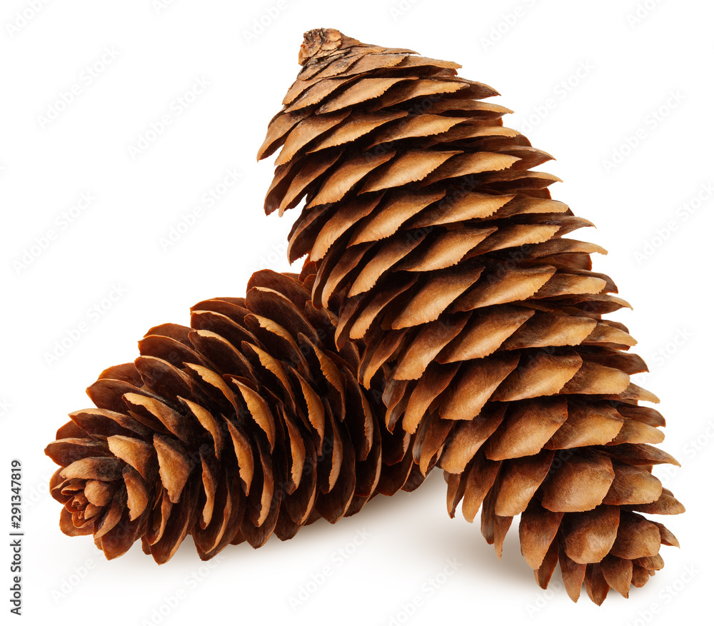 Pine cone isolated on white background, clipping path, full depth of ...