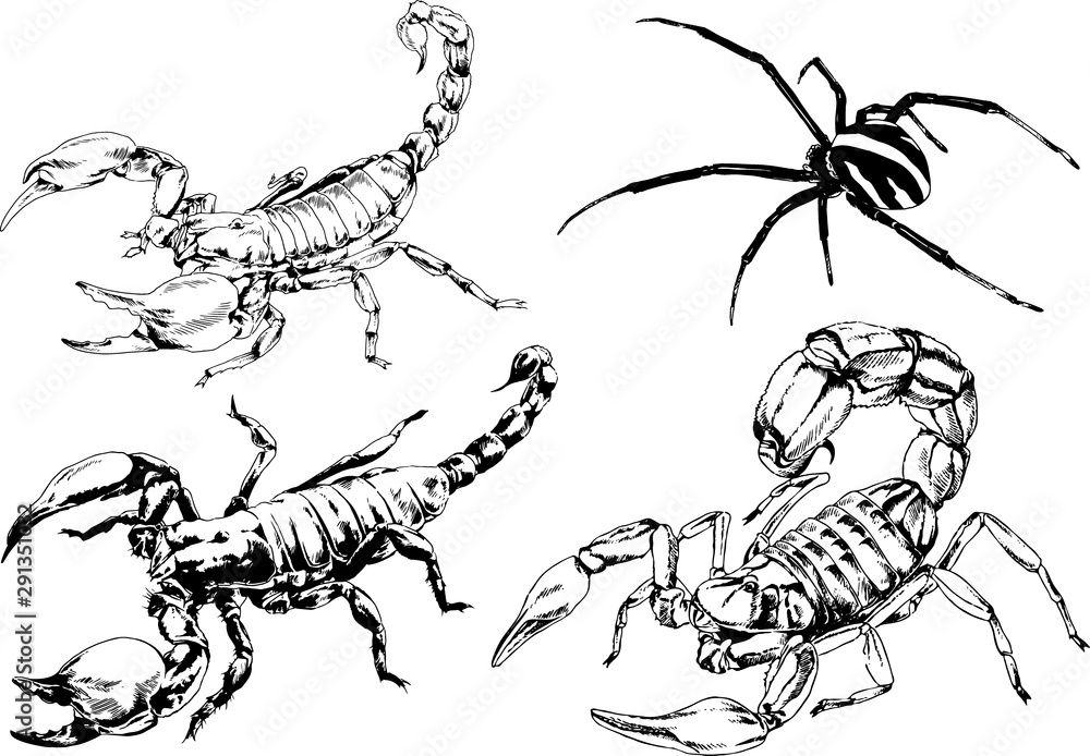 vector drawings sketches different insects bugs Scorpions spiders drawn ...