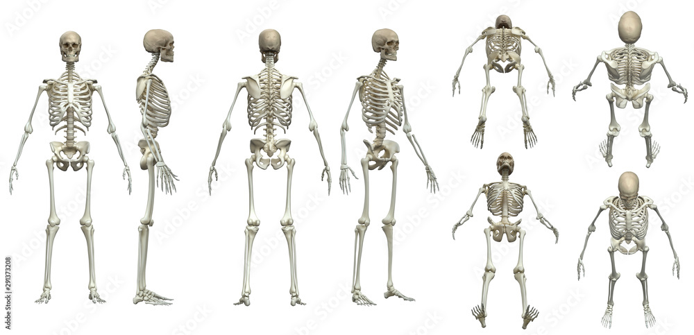 Multiple poses of skeleton white background isolated 3d render Stock ...
