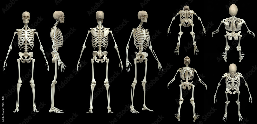 Front side back top and bottom view of human skeleton isolated 3d ...