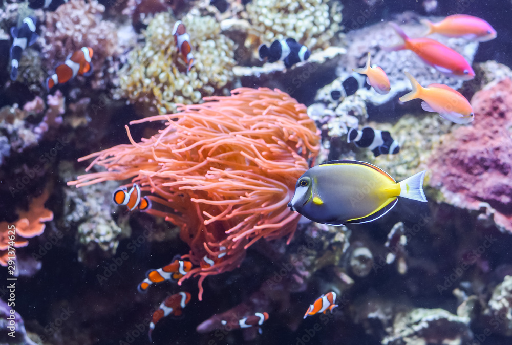 Tropical fish in an aquarium, including Powder Brown Tang, clown fish ...
