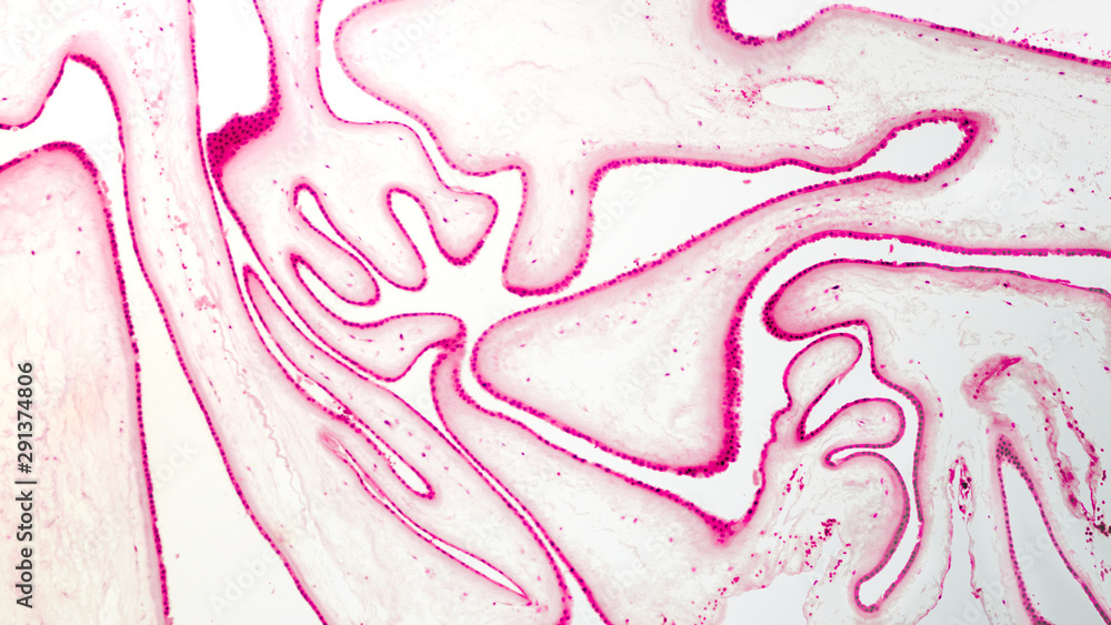 Natural art: a cross section of human placental membranes, with an ...