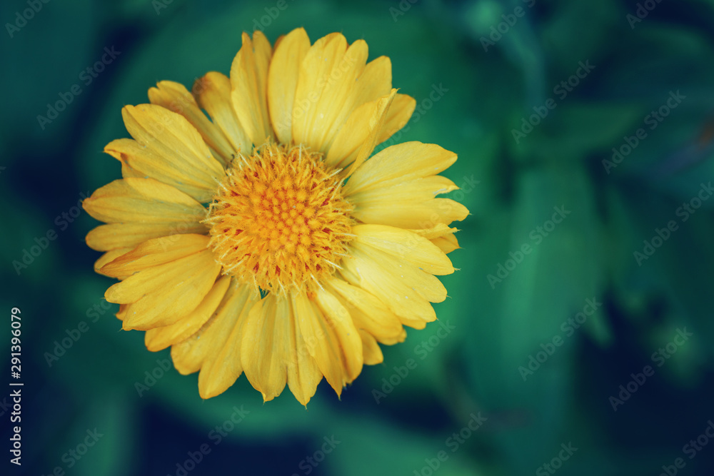 Calliopsis Flower | Best Flower Site
