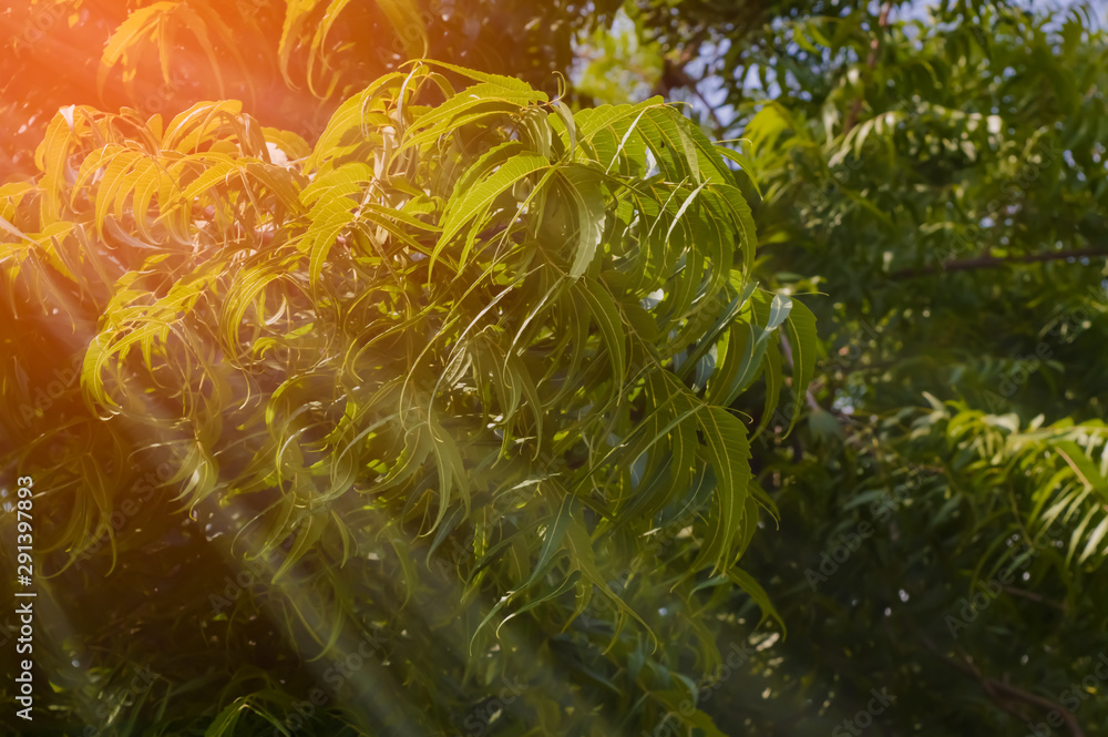 Neem tree branch and tree or sunlight Stock Photo | Adobe Stock