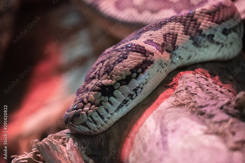 Morelia spilota variegata. Photo of reticulated python head in full ...