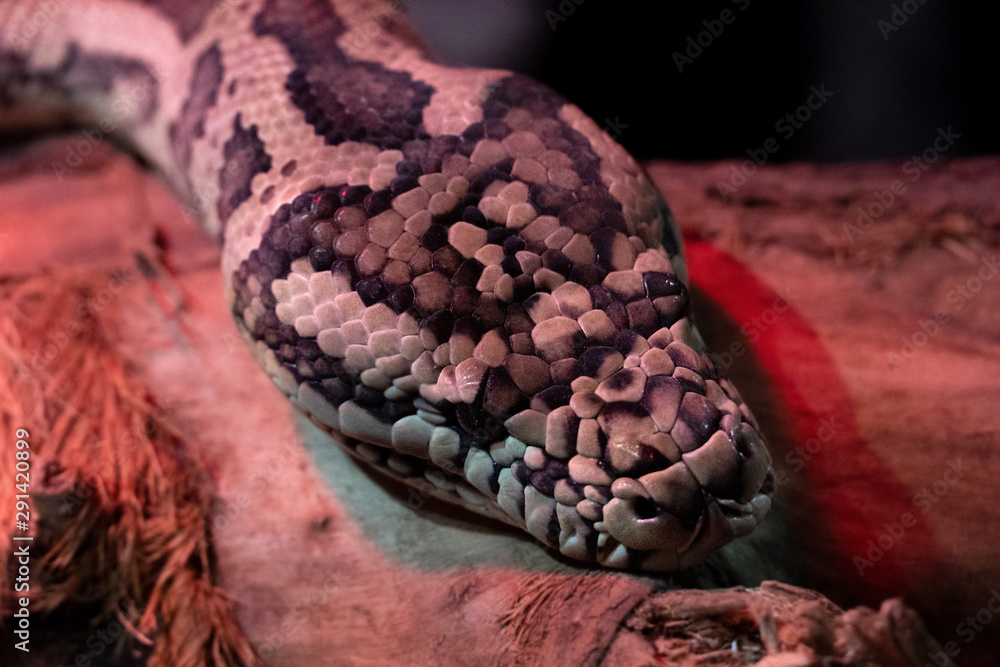 Morelia spilota variegata. Photo of reticulated python head in full ...