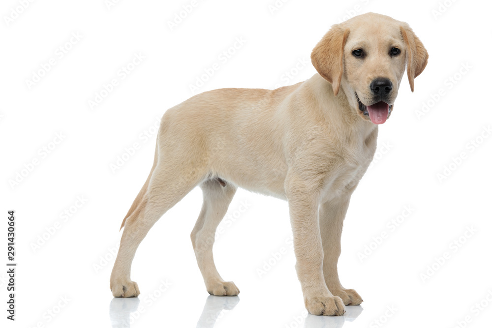 side view of a labrador retriever puppy dog standing Stock Photo ...