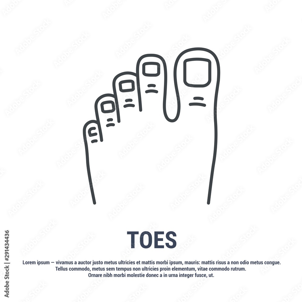 Vector icon. Line design.Toes and foot. Anatomical structure of man ...