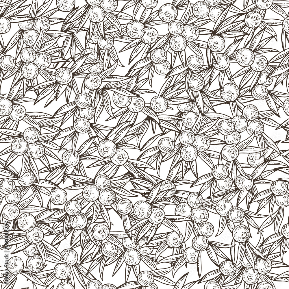 Juniper berries seamless pattern. Berries ans leaves of juniper ...