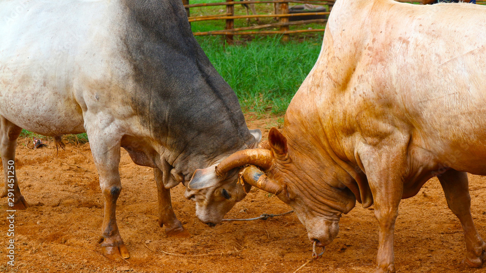 The battle of cattle collided popular sport of local Asian Stock Photo ...