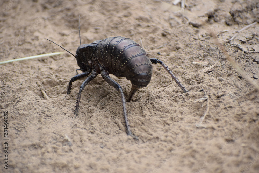 Bradyporus dasypus - female laying eggs Stock Photo | Adobe Stock