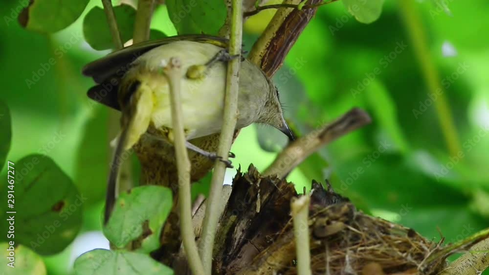 The sentimental scene of birds family. Beautiful mother bulbul bird ...