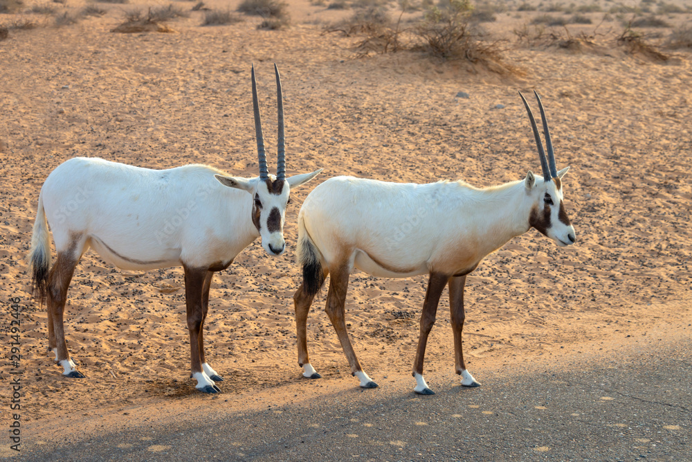 Arabian oryx, also called white oryx (Oryx leucoryx) in the desert near ...