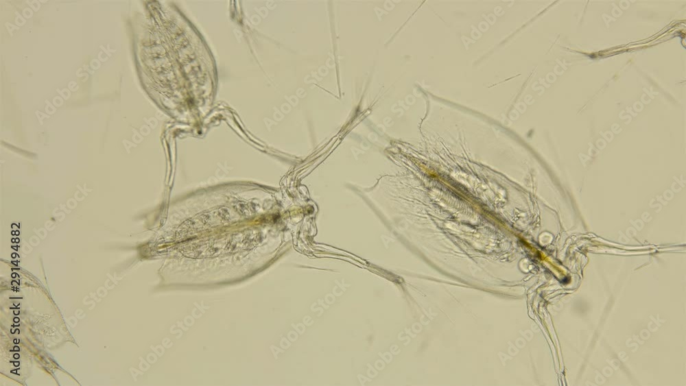 The zooplankton and plankton of the Black Sea under a microscope ...