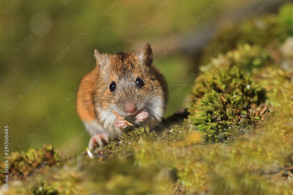 Striped Field Mouse