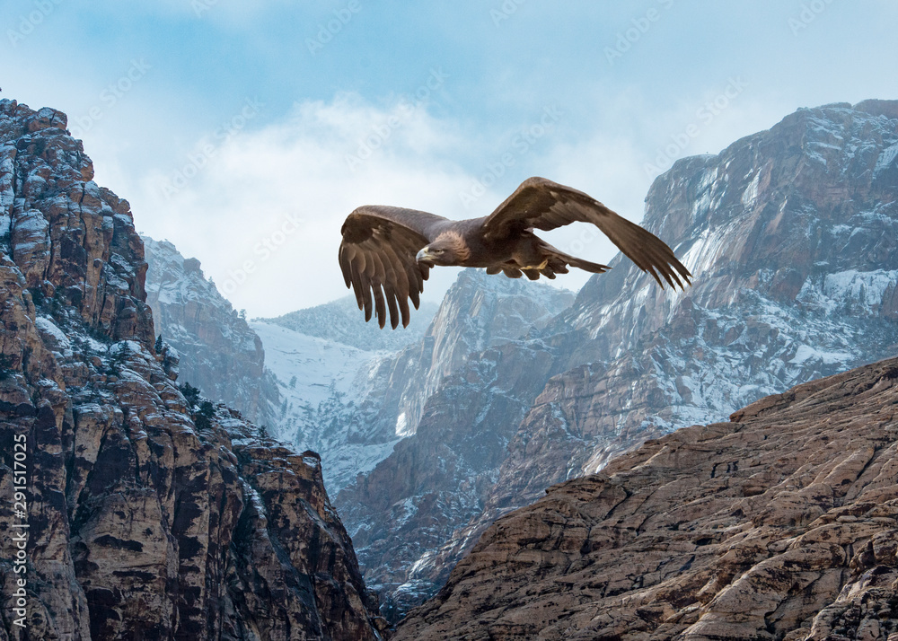 Eagle Flying Over Mountains