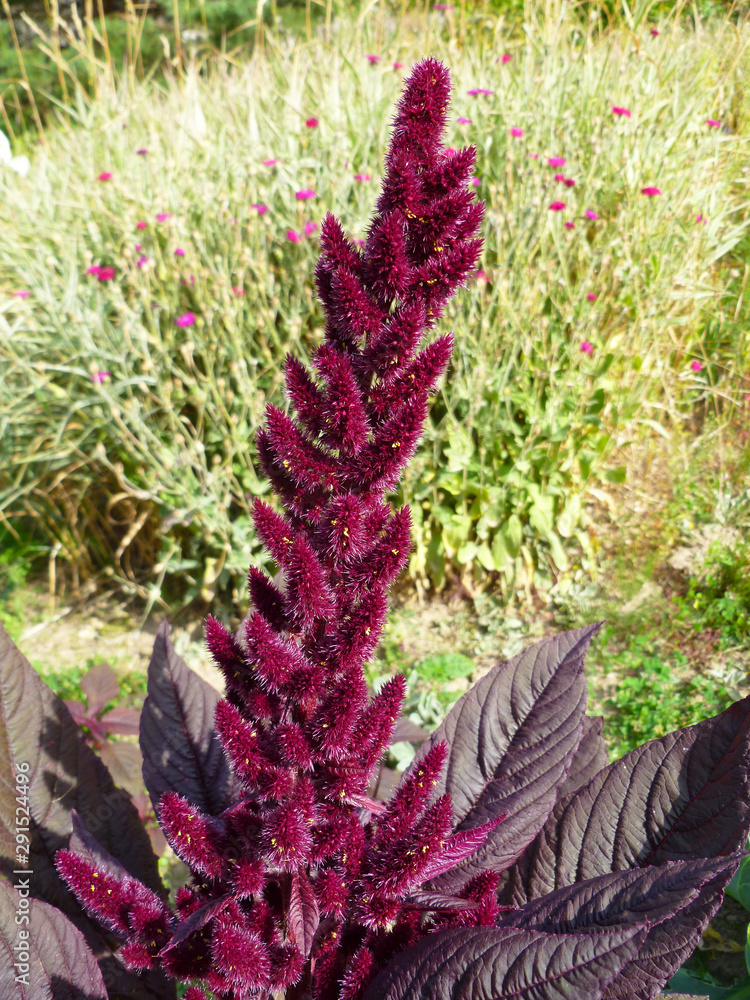 Purple Amaranthus beautiful flower. Princes Feather, Amaranth Velvet ...