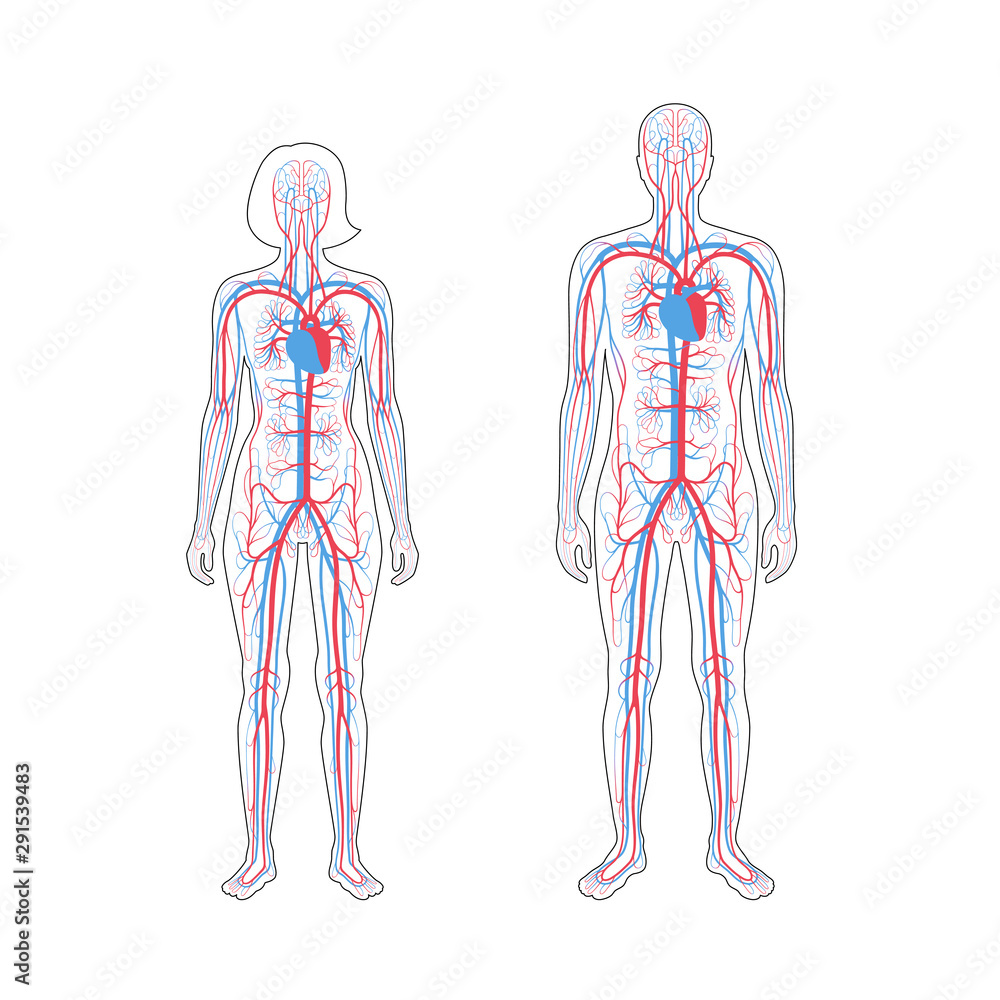 circulatory system anatomy Stock Vector | Adobe Stock