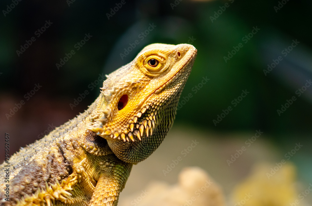 Foto de Pogona vitticeps, the central (or inland) bearded dragon, is a ...