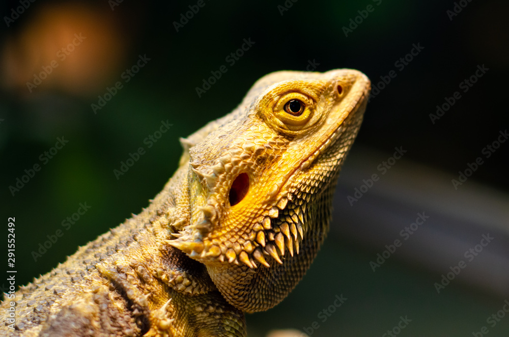 Pogona vitticeps, the central (or inland) bearded dragon, is a species ...