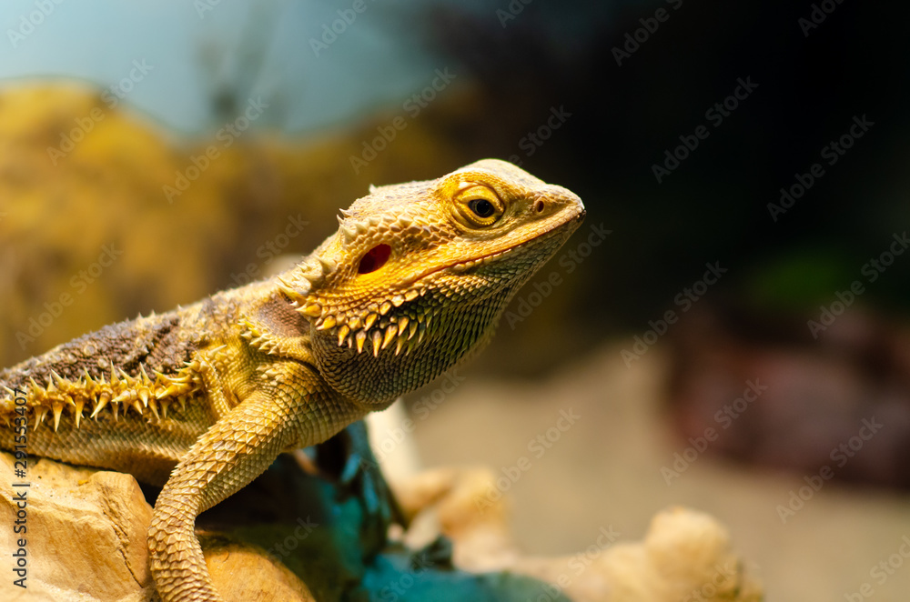 Pogona vitticeps, the central (or inland) bearded dragon, is a species ...