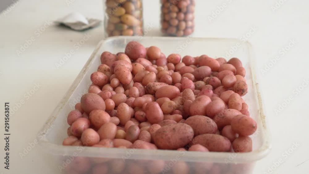 Small potato tubers grown in the laboratory by the breeding method ...