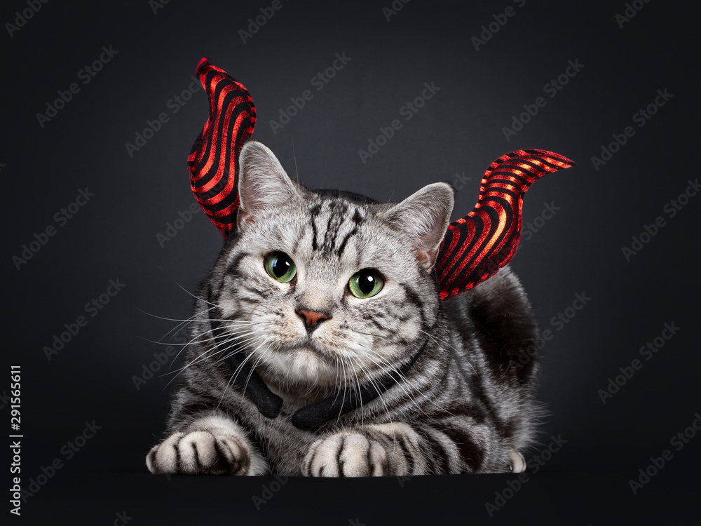 Red British Shorthair Tabby