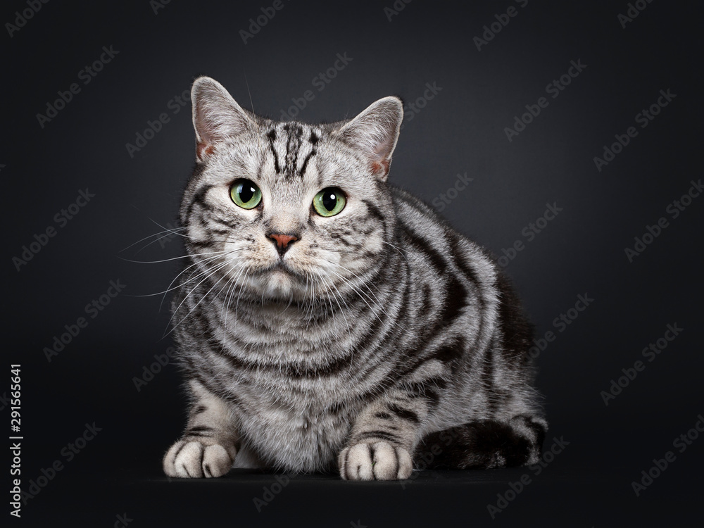 Silver Tabby Kitten With Green Eyes