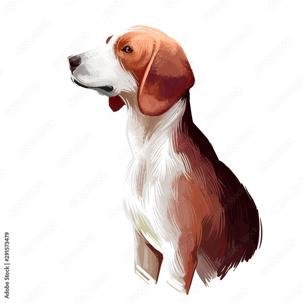Deutsche Bracke, German Hound, German Bracke, Olper Bracke dog digital ...