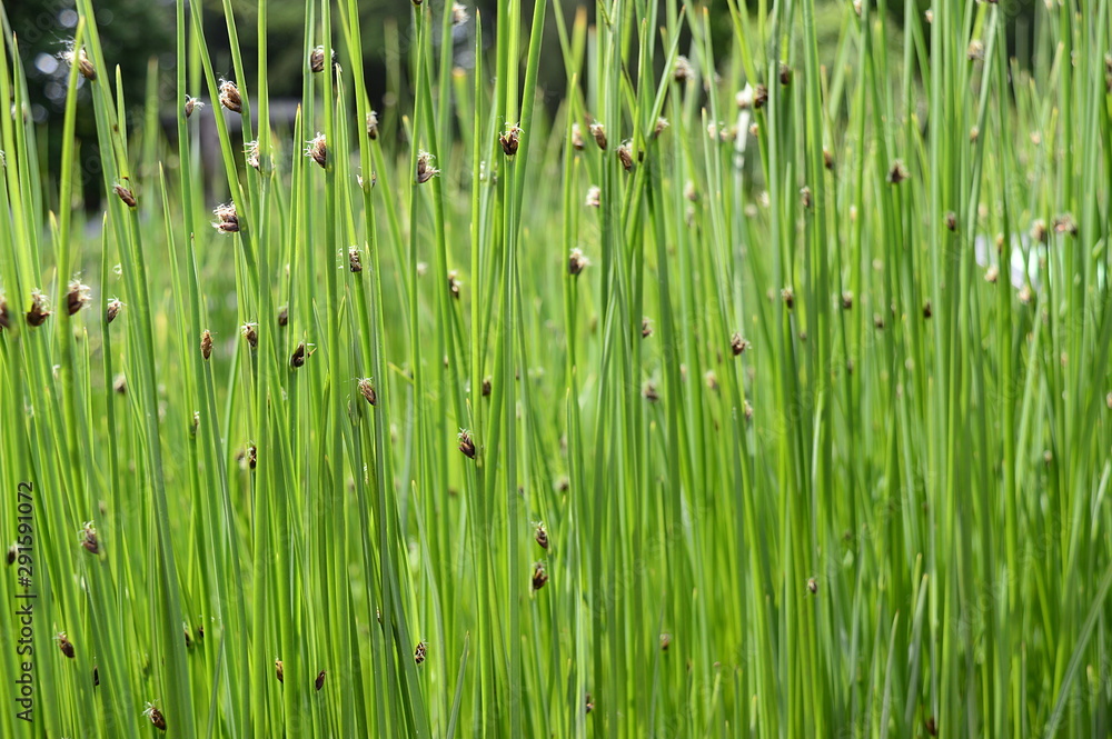 Schoenoplectus Tabernaemontani