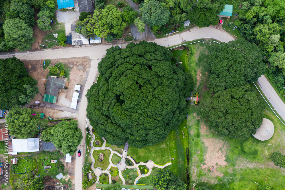 Samanea Saman or Rain tree the biggest tree over 100 years at ...