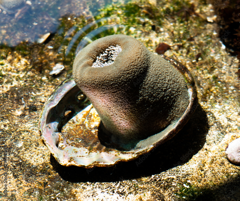Abalones Underwater