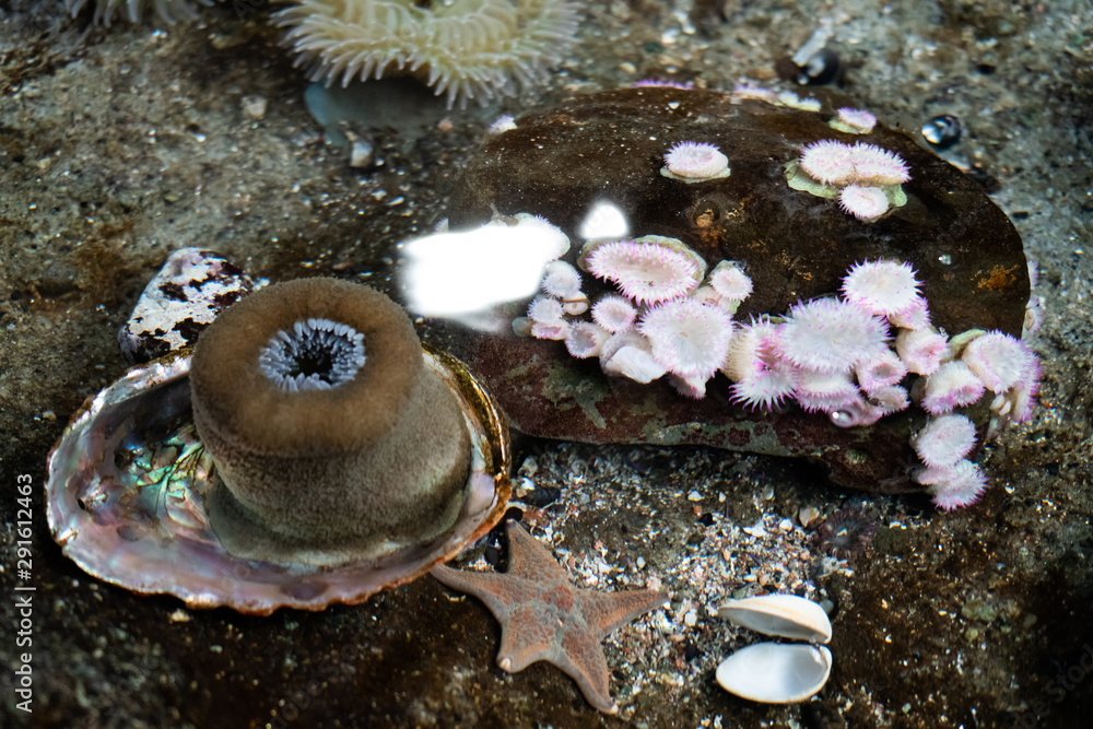Tide Pool with Abalone Shell, Anemone, Sea Urchins and Starfish Living ...