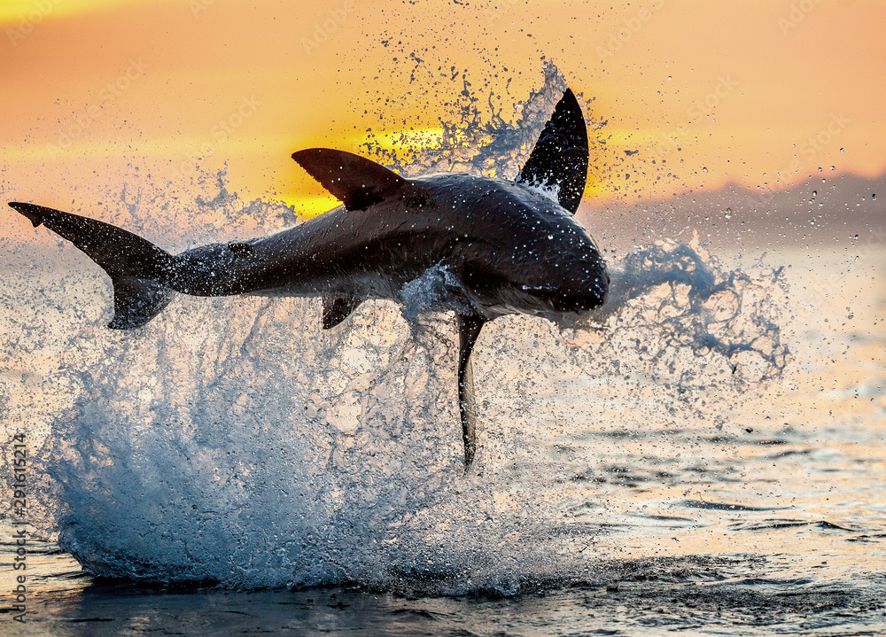 jumping Great White Shark. Red sky of sunrise. Great White Shark ...