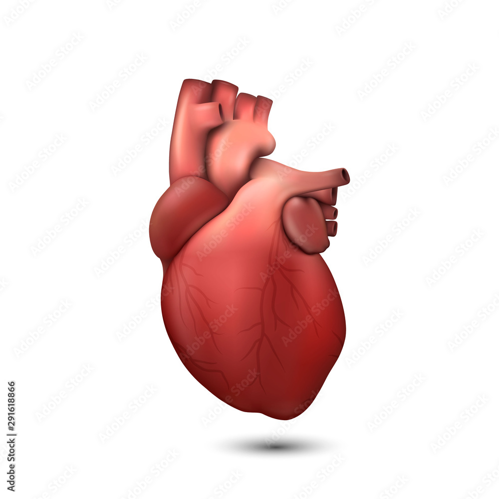 Vector 3d Realistic Health Heart Model Icon Closeup Isolated on White ...