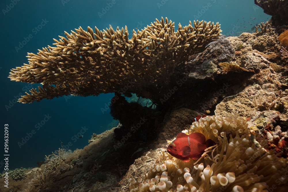 Amazing underwater world of Maratua Island in East Kalimantan, the ...