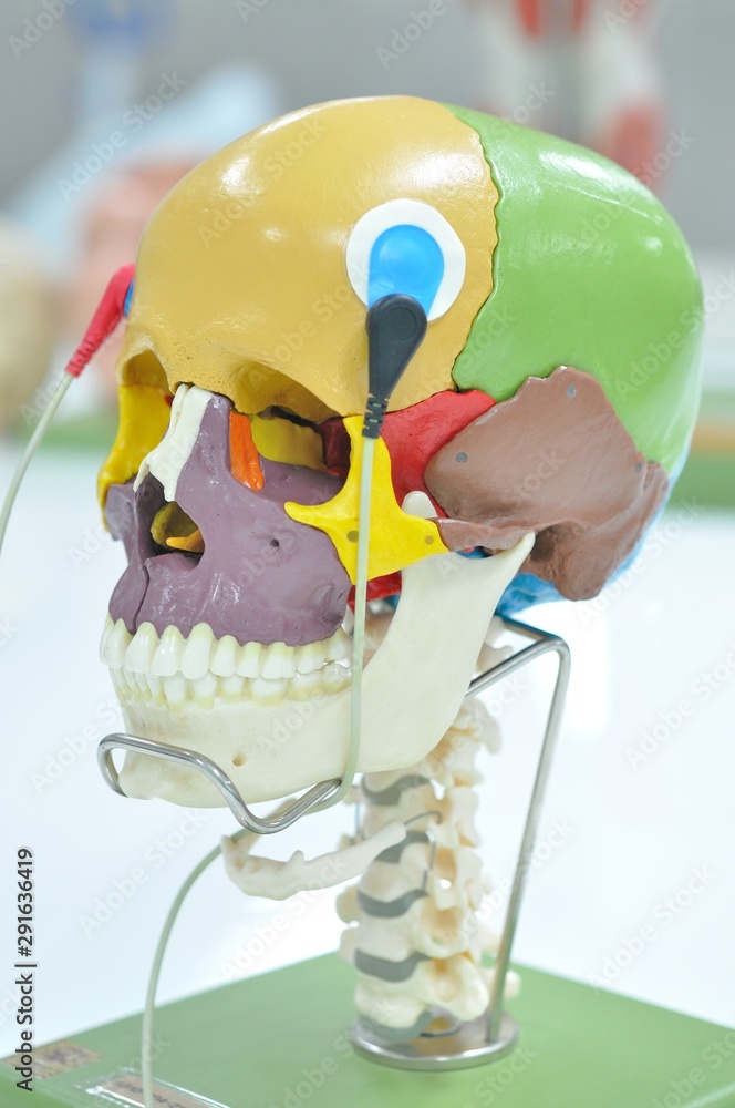 human skull anatomy model Stock Photo | Adobe Stock