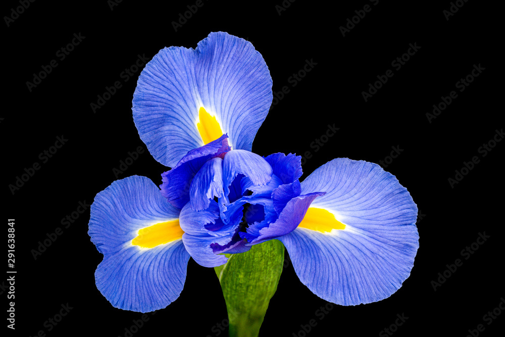 Dark Blue Iris Flower