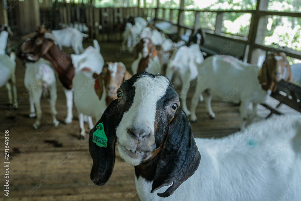 The Boer goats were kept in a clean cage goat at the Boden goat farm in ...