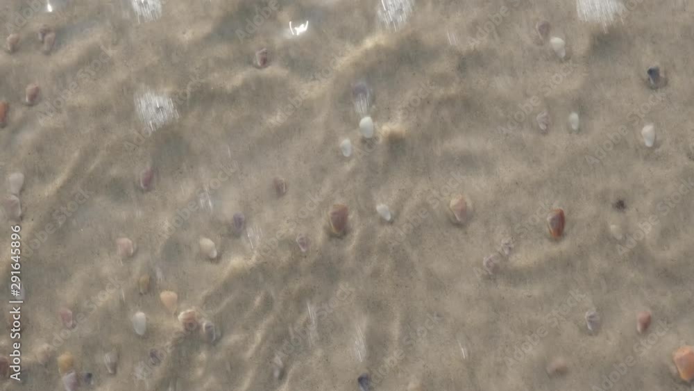 Coquina Clams, Donax variabilis emerging after a wave crashes on the ...